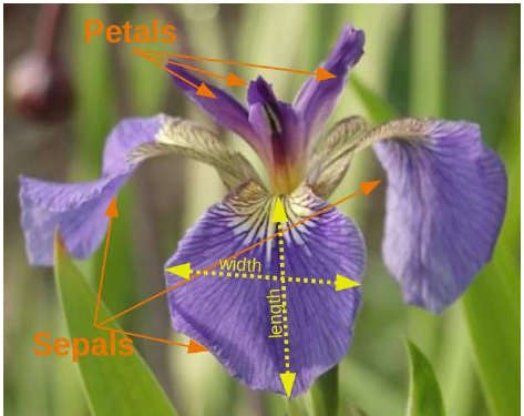 节: 用Scikit-learn加载虹膜数据（Loading the Iris Data with Scikit-learn） | 机器学习Python教程 | The Way To Learn
